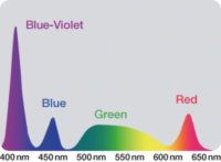 BLI - Endoscopy - SeeLearn Europe